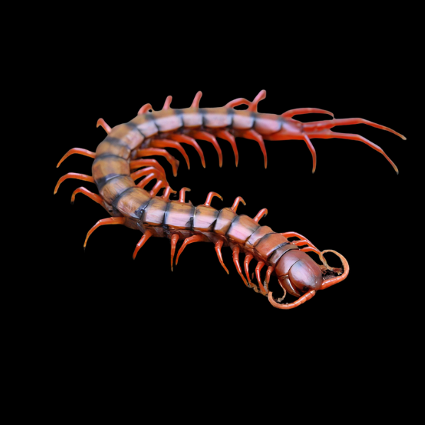 Scolopendra Subspinipes Dehaani Red Dragon Centipede M-L – Sims ...